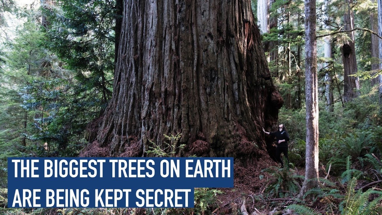 Bigger Trees Mod IRL: Grogans Fault & The Secret Giant Redwood Trees ...